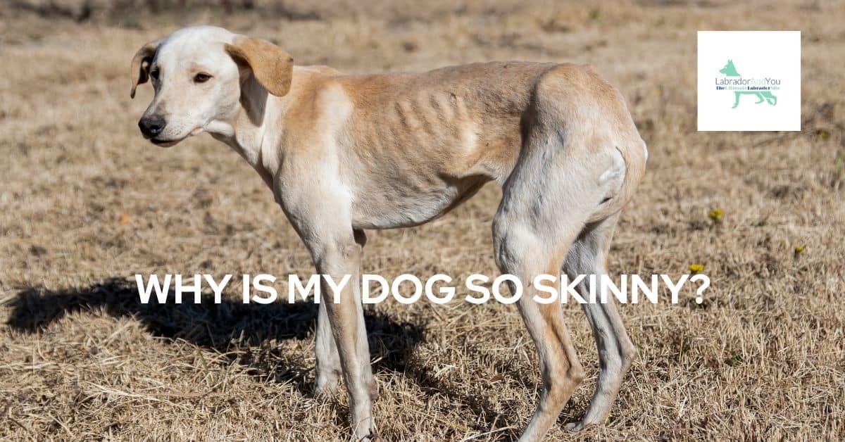 Why Is My Dog So Skinny? 9 Reasons With Solutions
