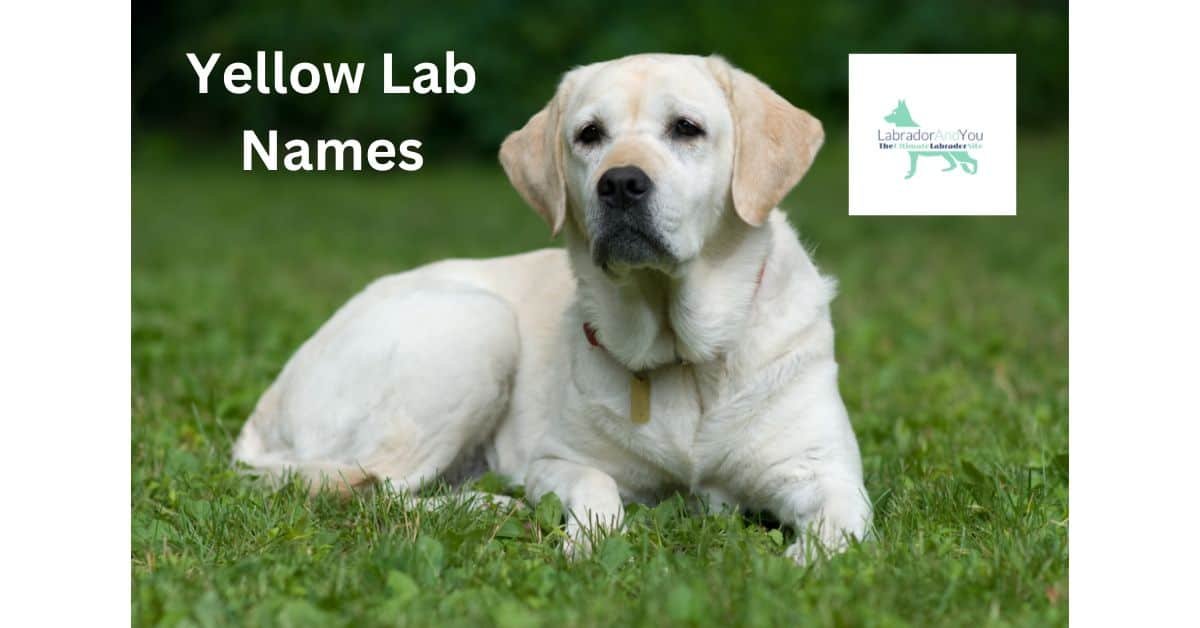 600+ Best Yellow Lab Names For Your Dog
