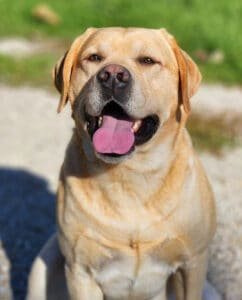 Block Head Labs: Are They Better And Healthier?