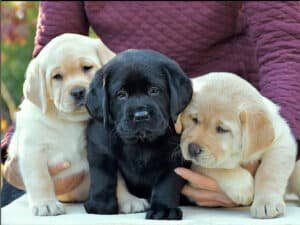 Breeding Labradors: Everything You Need to Know