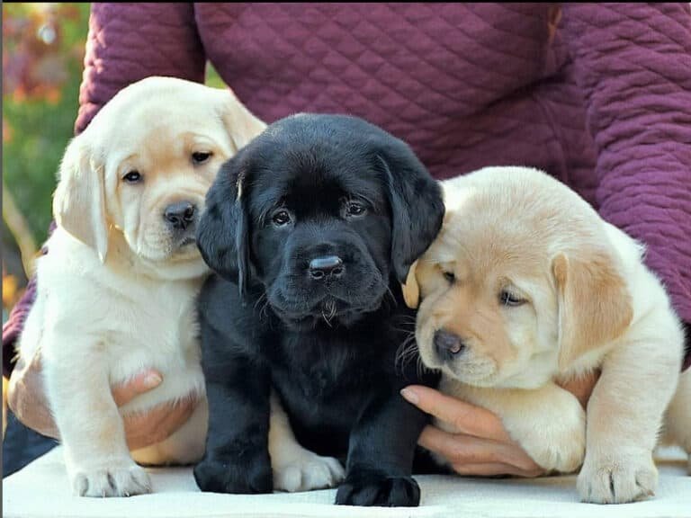 Breeding Labradors: Everything You Need to Know