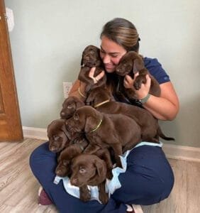 Breeding Labradors: Everything You Need to Know