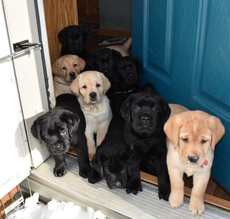 Breeding Labradors: Everything You Need to Know