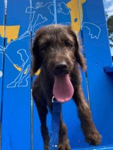 Straight Haired Labradoodles Complete Guide: All You Need To Know