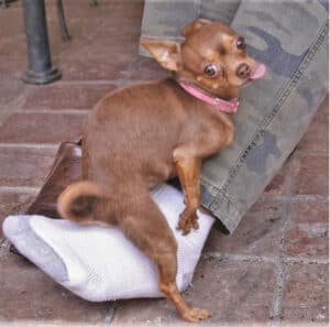 Why Do Dogs Hump The Air? All Causes & Solutions