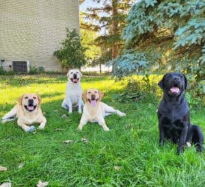 Block Head Labs: Are They Better And Healthier?