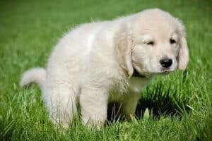 Why Is My Dogs Poop Yellow? 8 Reasons & Solutions