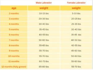 How Much to Feed A Lab Puppy: Feeding Chart and Guide
