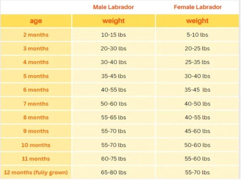 How Much to Feed A Lab Puppy: Feeding Chart and Guide